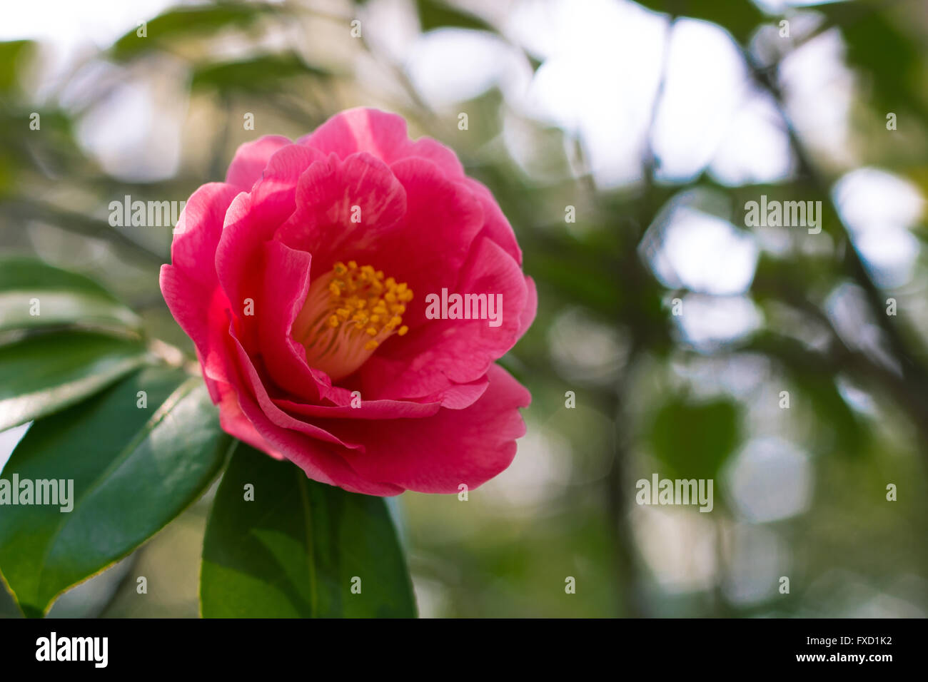 Pink Camellia Flower Stock Photo - Alamy