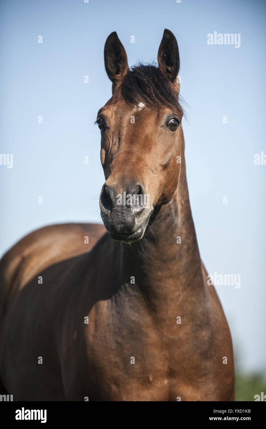 German Riding Pony Portrait Stock Photo - Alamy