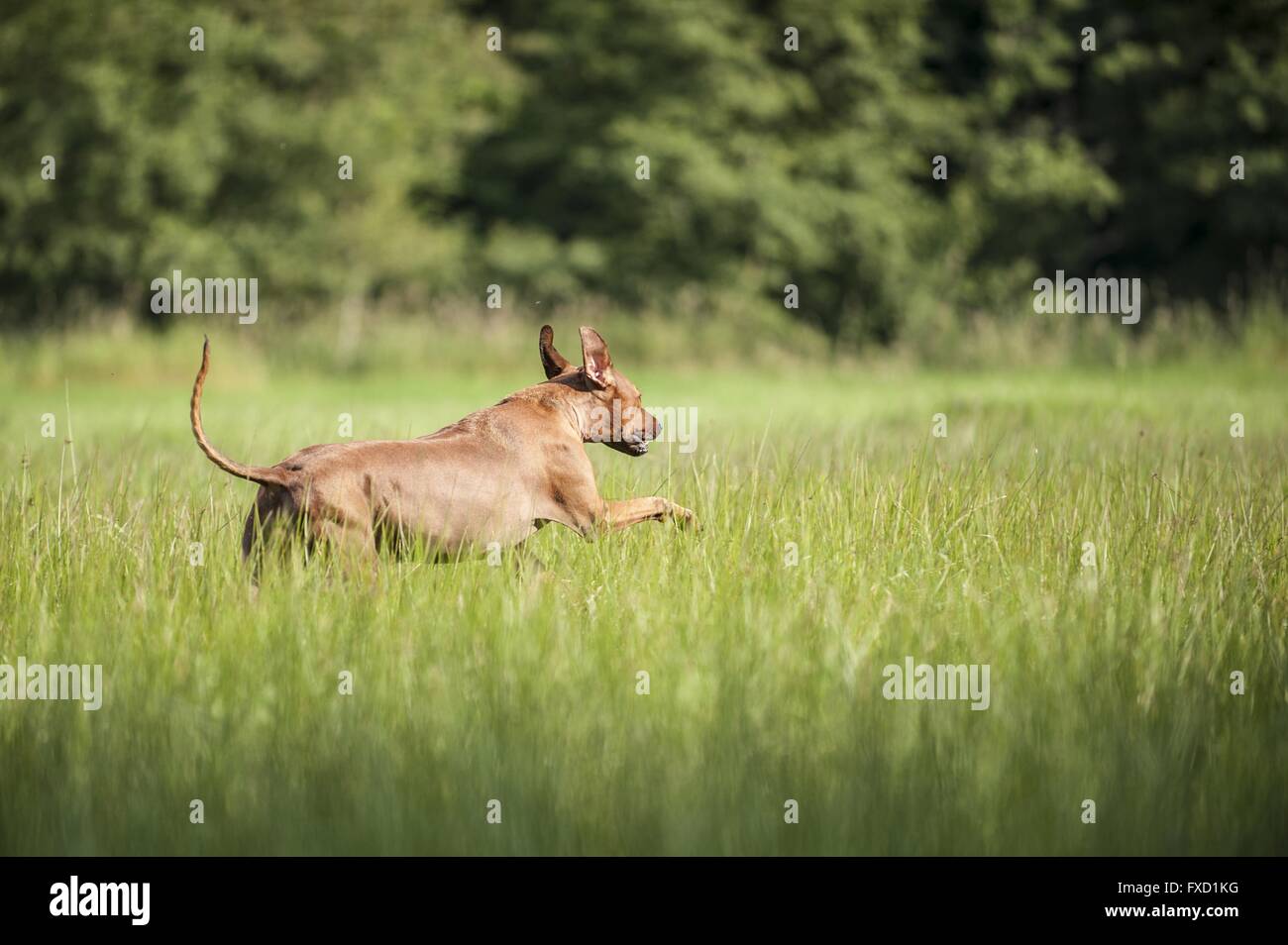running Rhodesian Ridgeback Stock Photo - Alamy