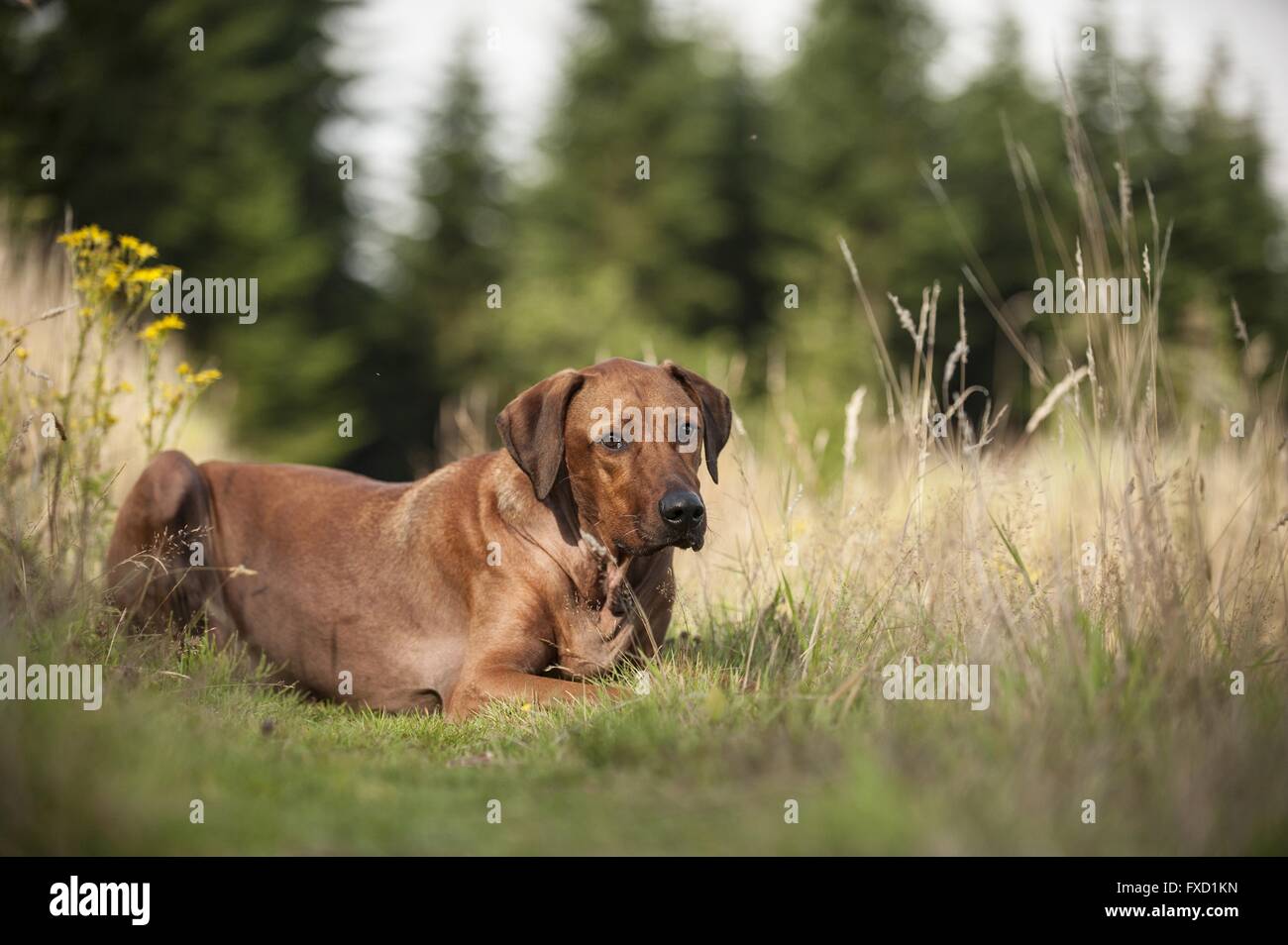 lying Rhodesian Ridgeback Stock Photo - Alamy