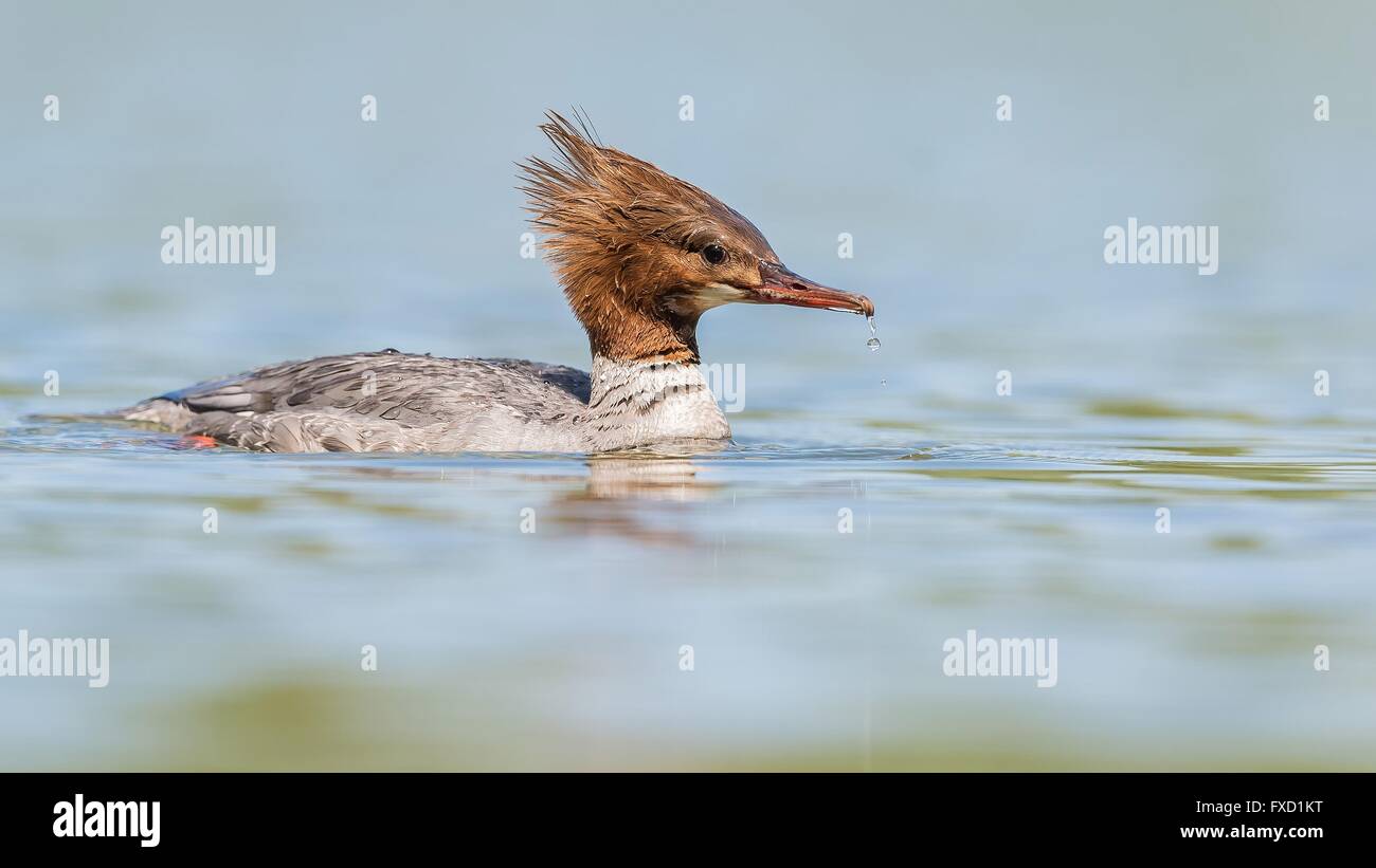 Goosander swim hi-res stock photography and images - Alamy
