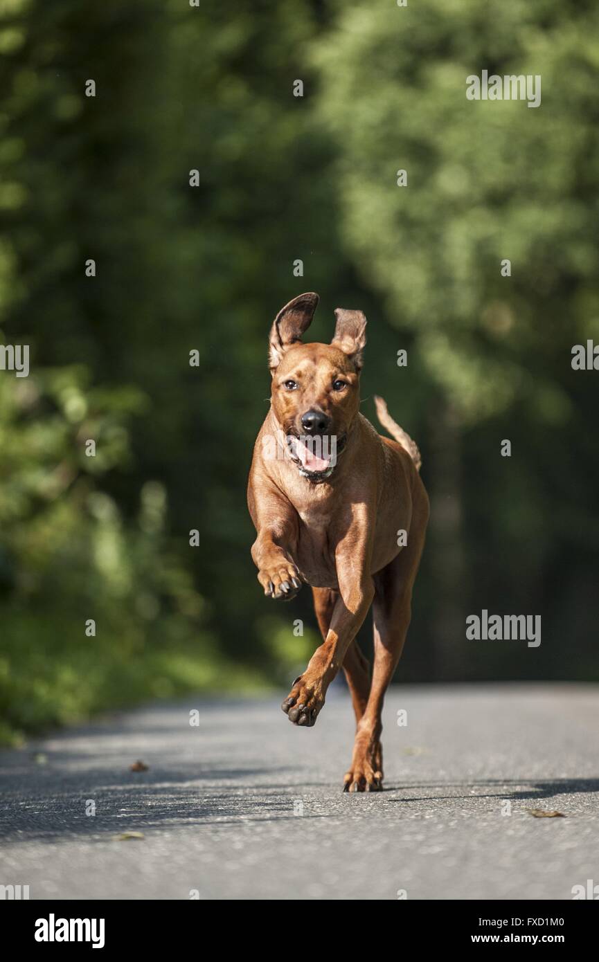 running Rhodesian Ridgeback Stock Photo - Alamy