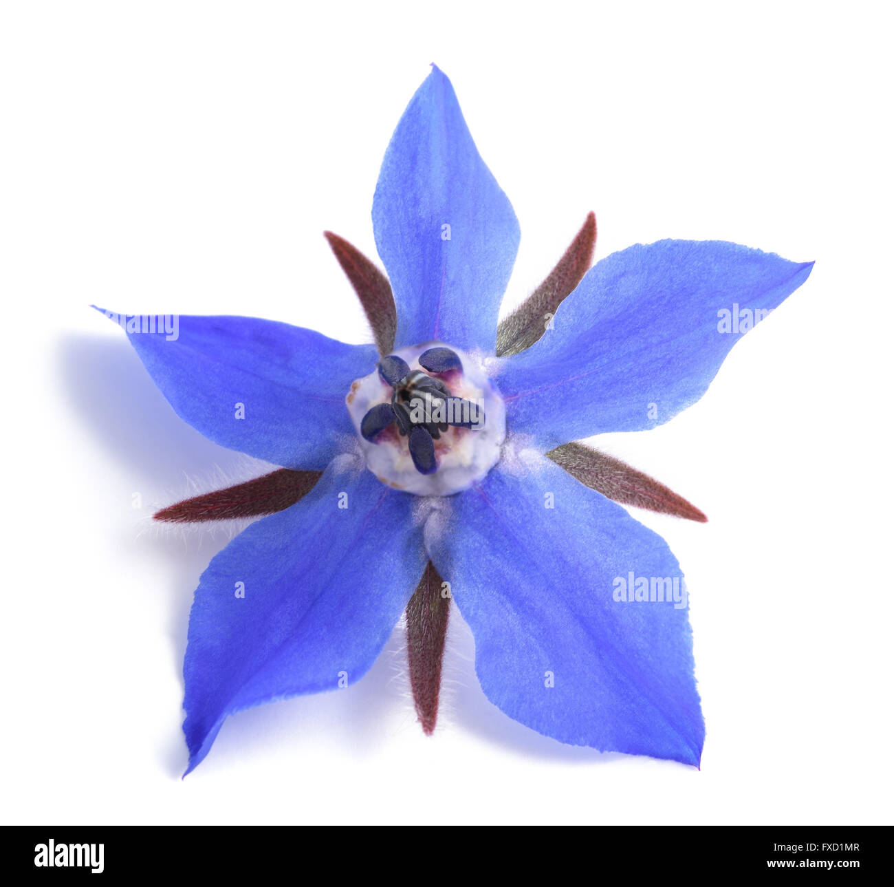 Borage flower isolated on white background Stock Photo - Alamy