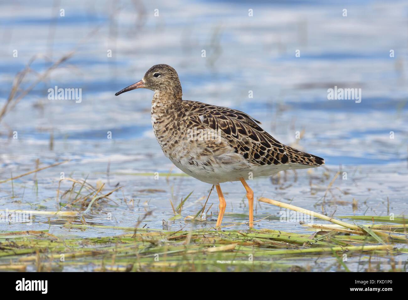 Horizontal ruff hi-res stock photography and images - Alamy