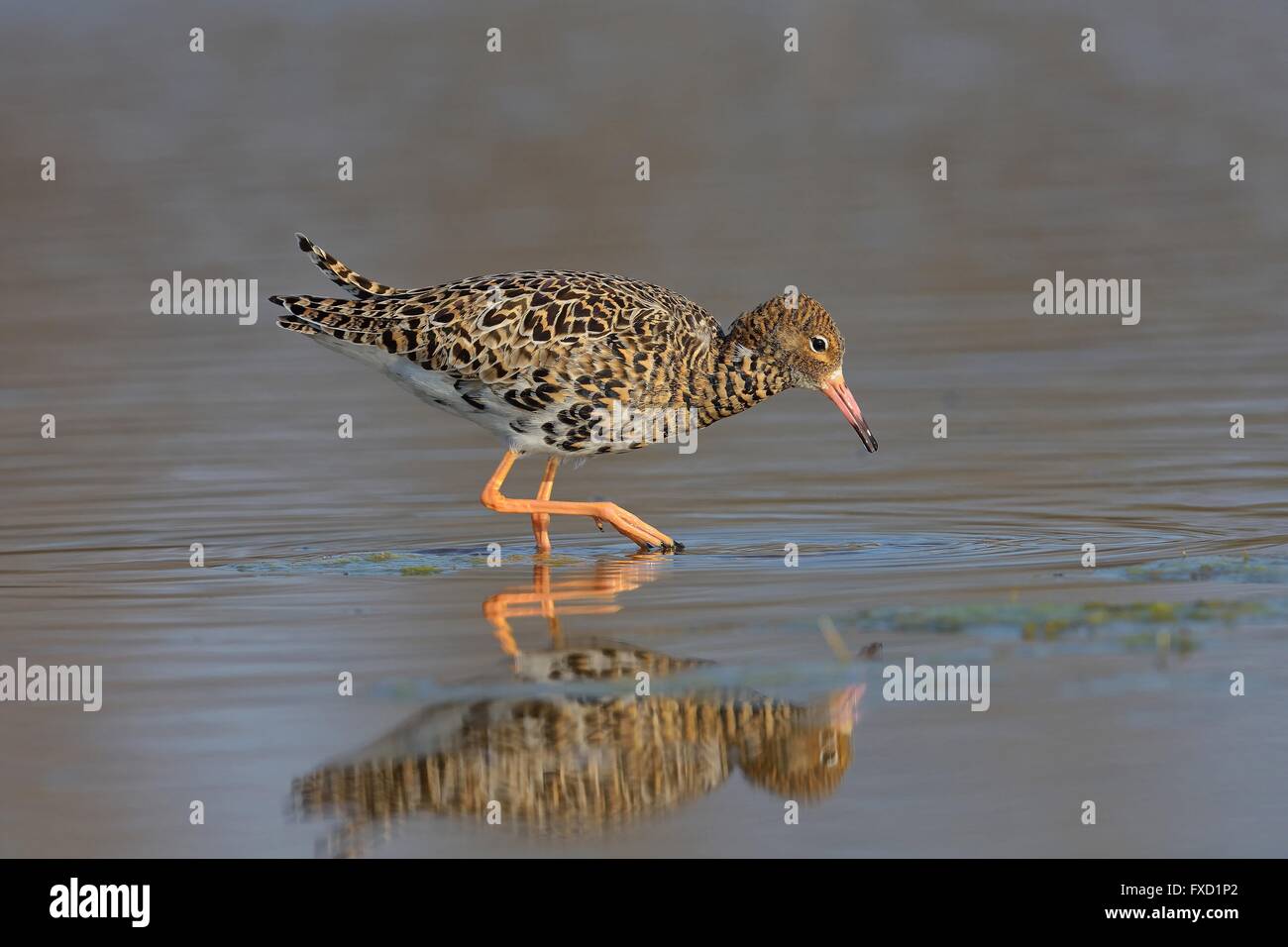 Horizontal ruff hi-res stock photography and images - Alamy