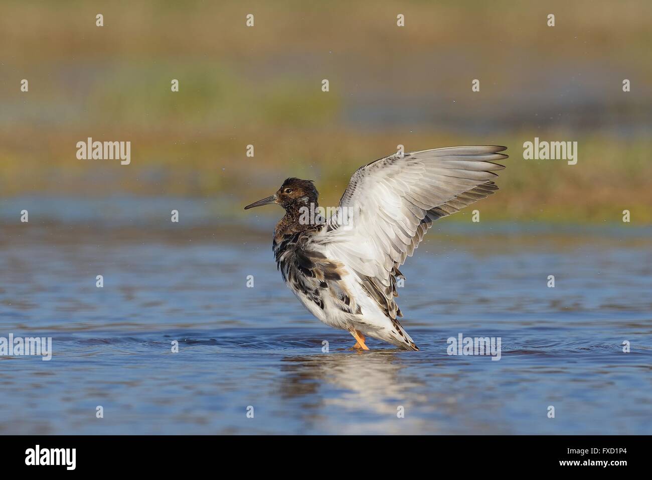 Horizontal ruff hi-res stock photography and images - Alamy