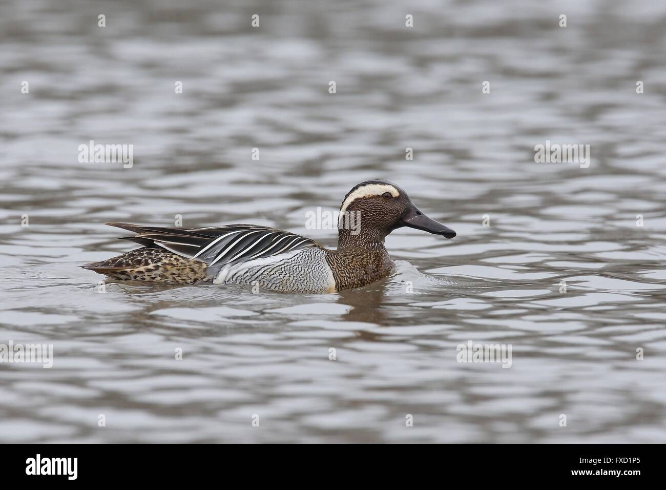 Garganey duck hi-res stock photography and images - Alamy
