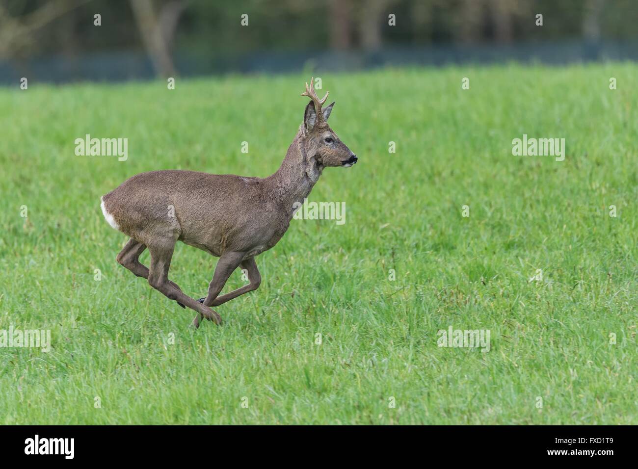 Roebucks hi-res stock photography and images - Alamy