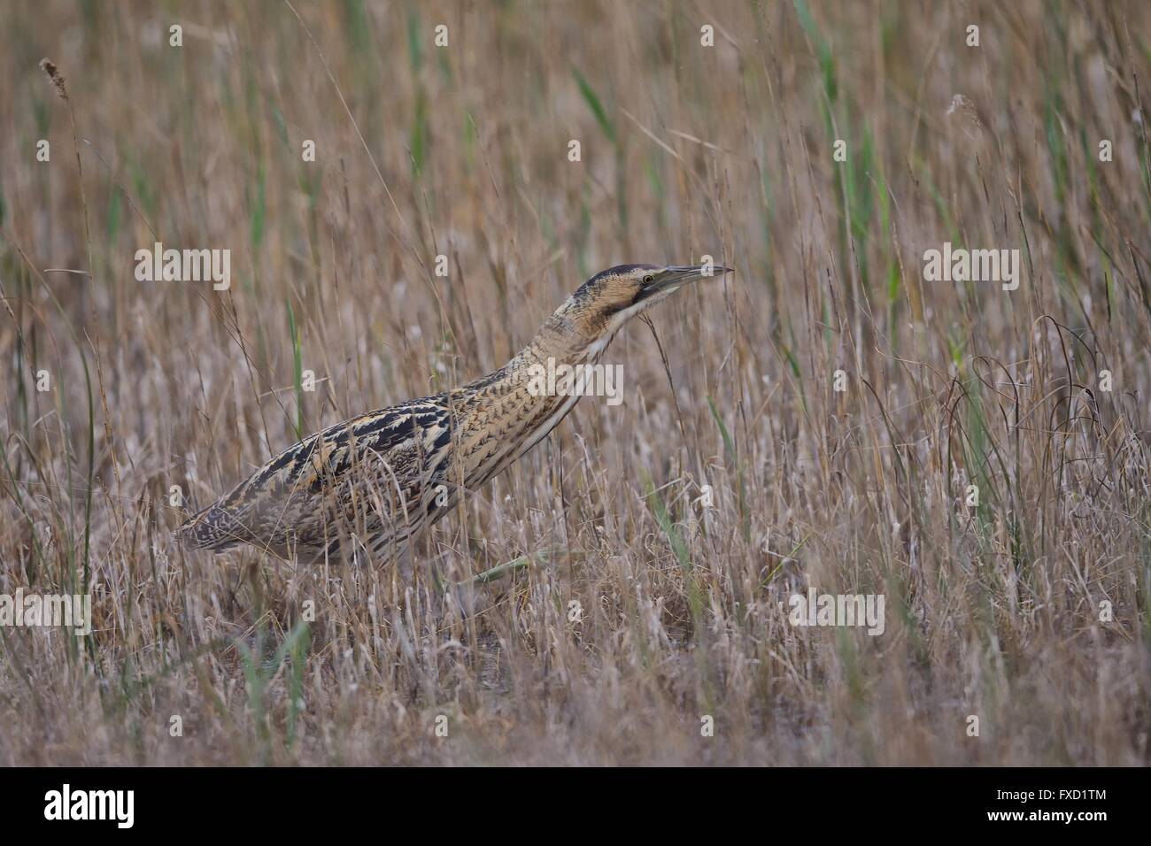 Adult bittern hi-res stock photography and images - Alamy