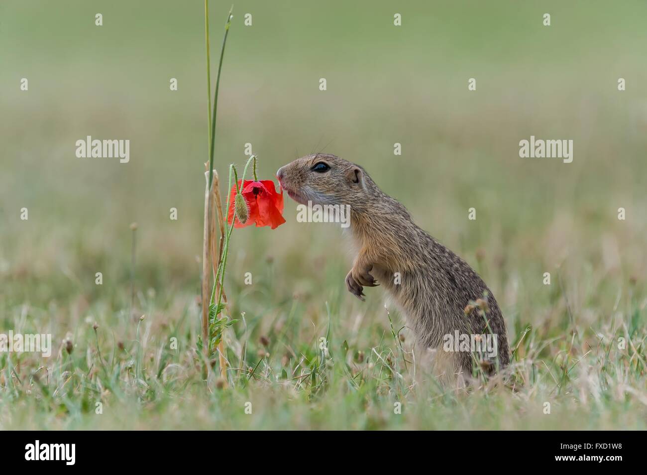 European ground squirrel Stock Photo - Alamy