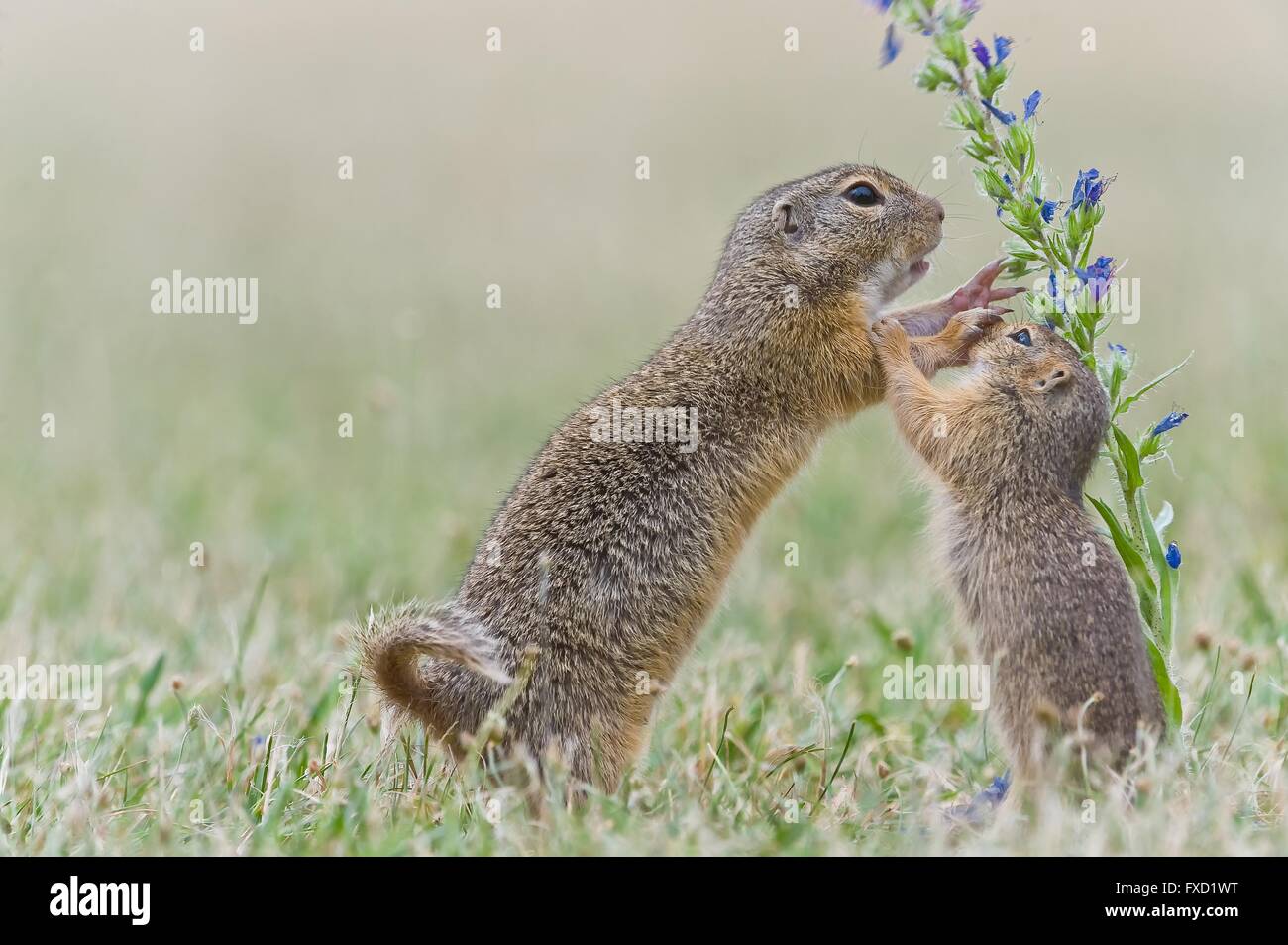 Two squirrels baby hi-res stock photography and images - Alamy