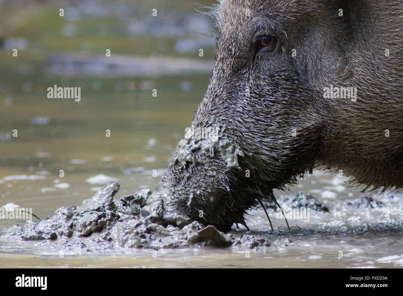 Boars hog hi-res stock photography and images - Alamy