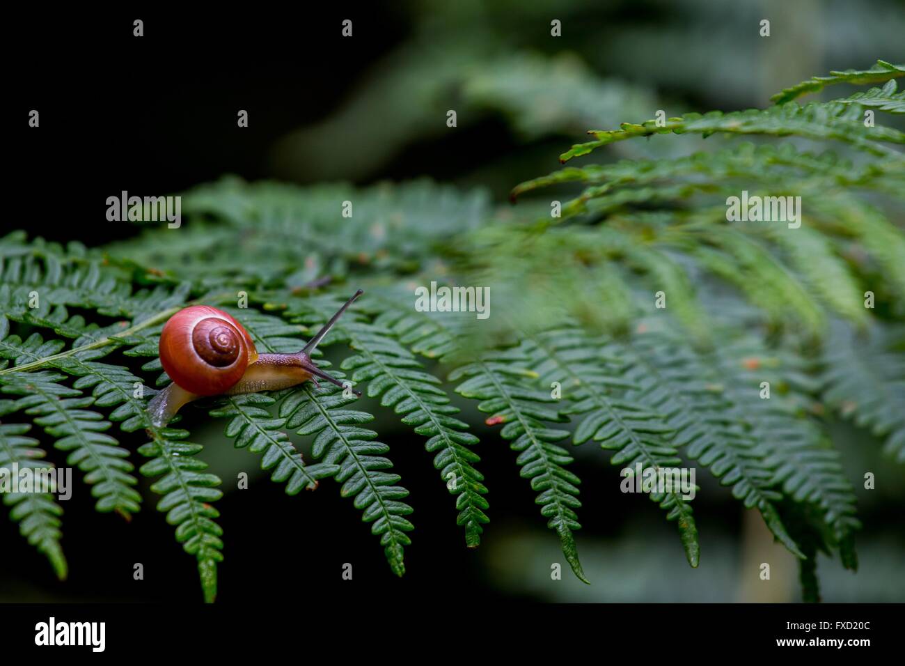 Mollusc mollusca snail hi-res stock photography and images - Alamy