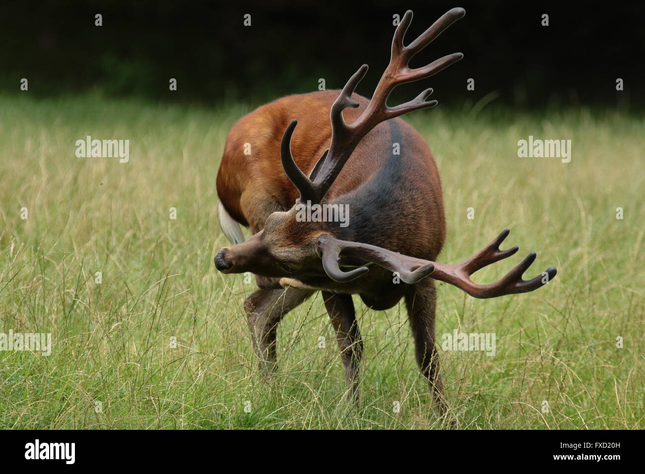 Deer scratching its antler hi-res stock photography and images - Alamy