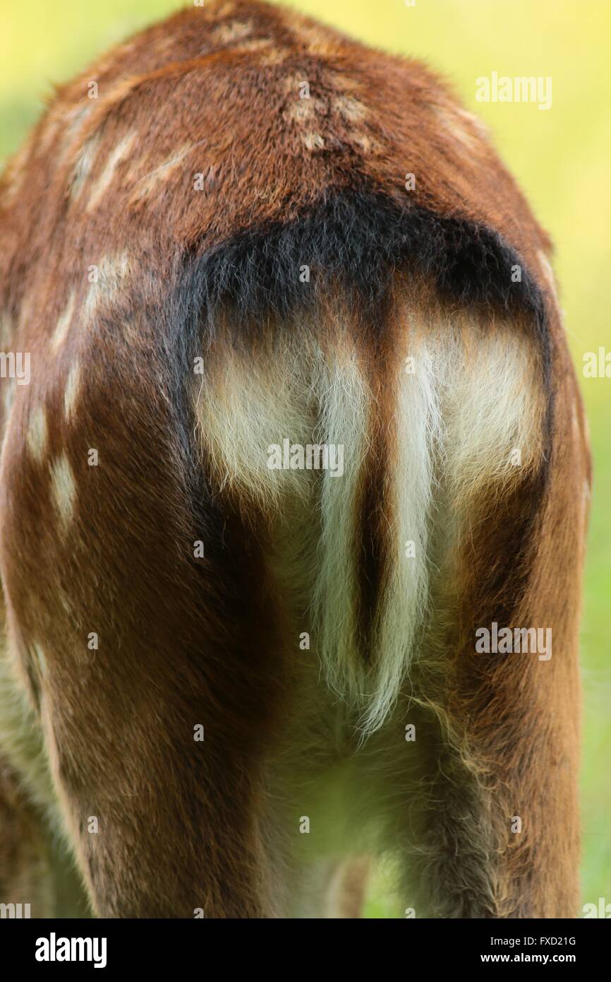 Deer back hi-res stock photography and images - Alamy