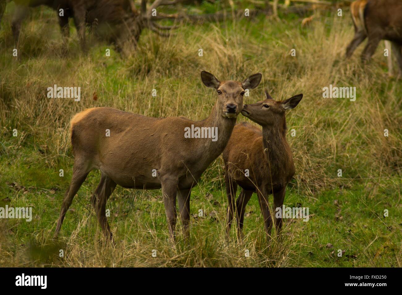 Red deer fawns hi-res stock photography and images - Alamy
