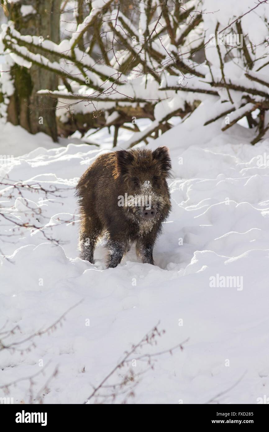 Hog eye hi-res stock photography and images - Alamy