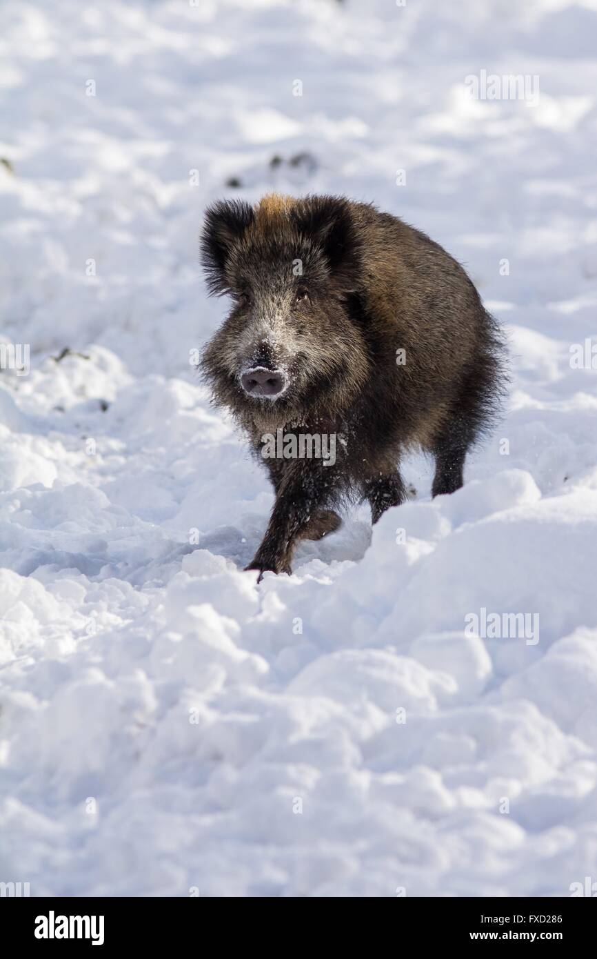 Wildboar snow hi-res stock photography and images - Alamy