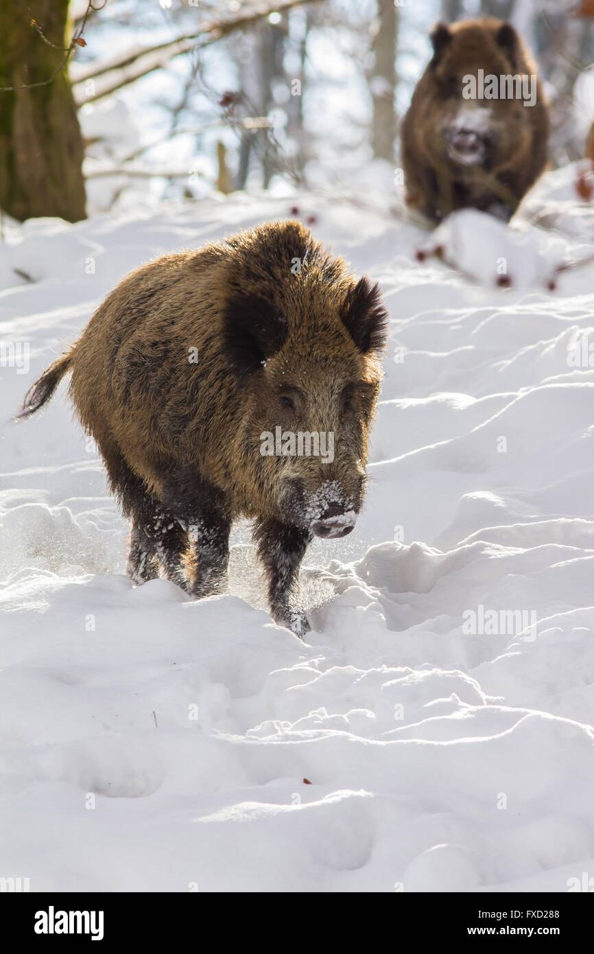 Hogs hi-res stock photography and images - Alamy