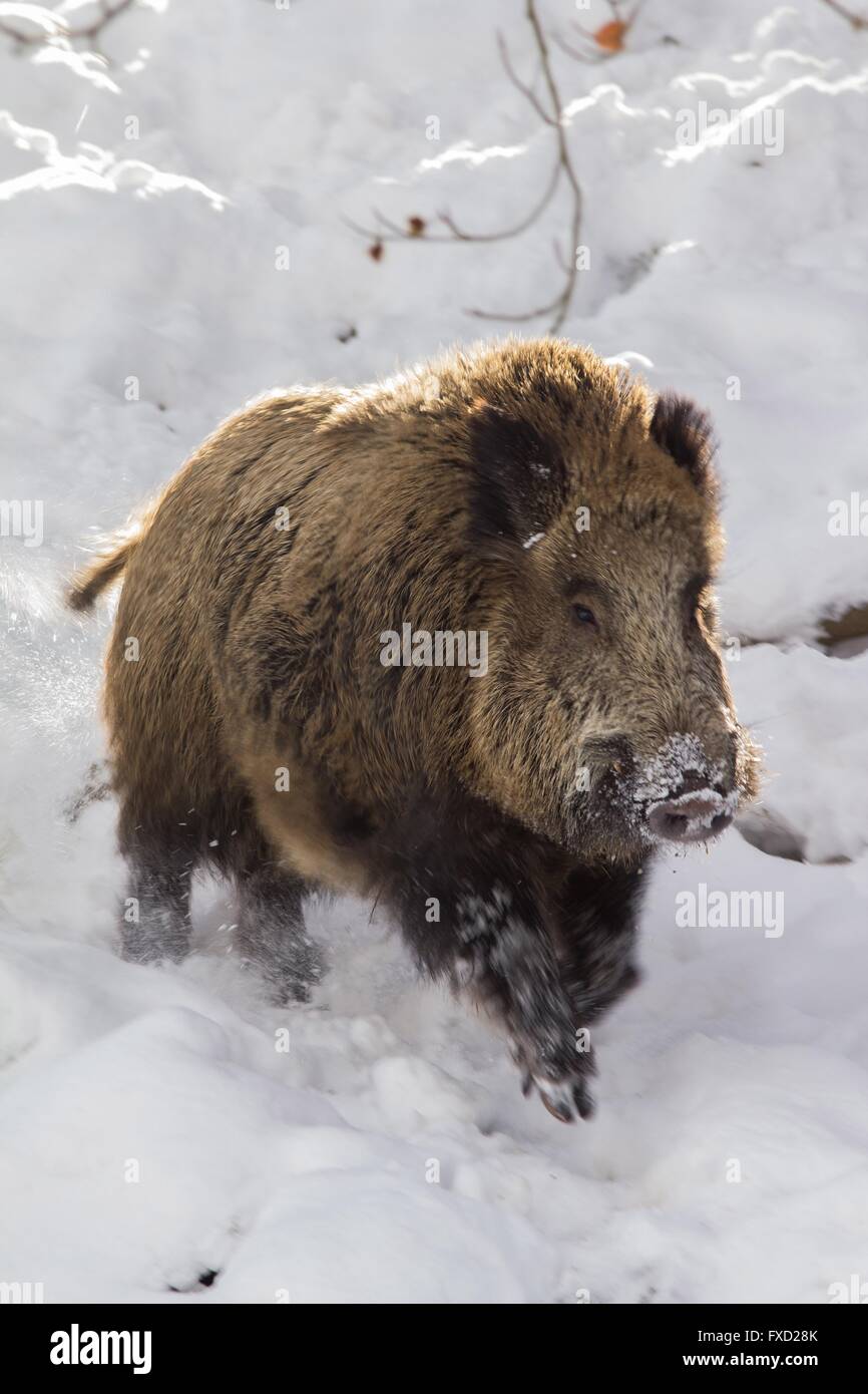 Running Wild Boar High Resolution Stock Photography and Images - Alamy