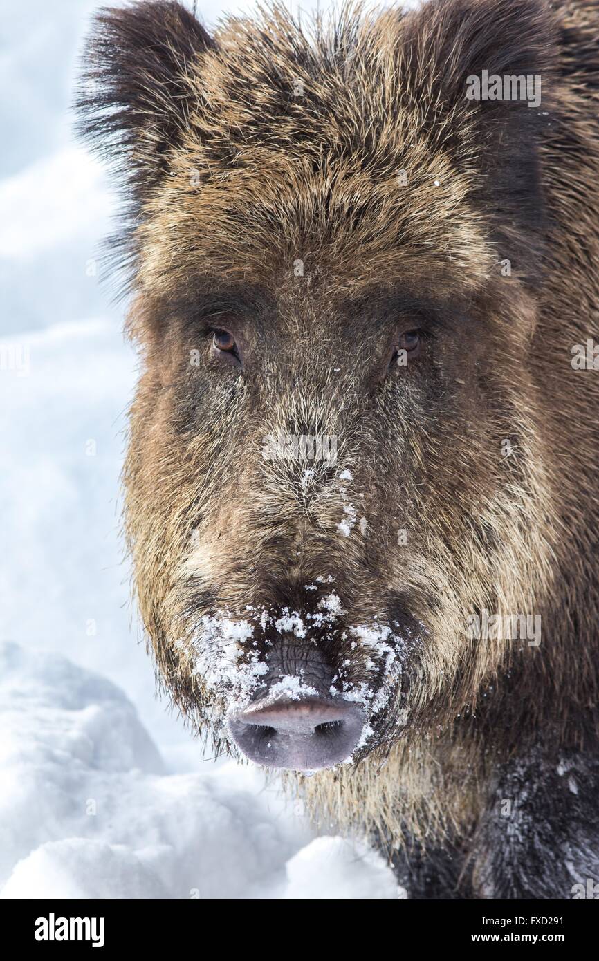 Hogs head hi-res stock photography and images - Alamy