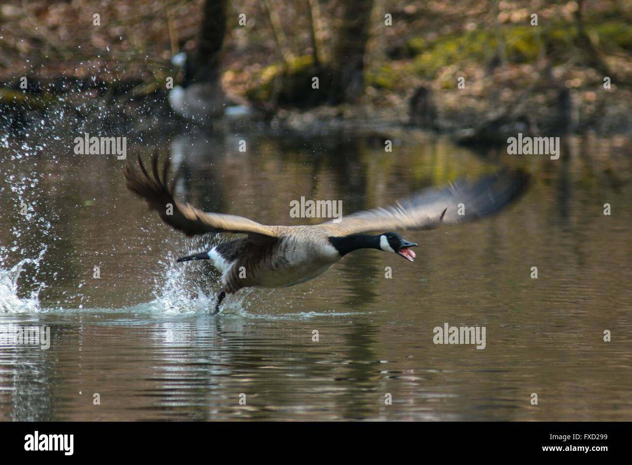 Goose bills hi-res stock photography and images - Alamy
