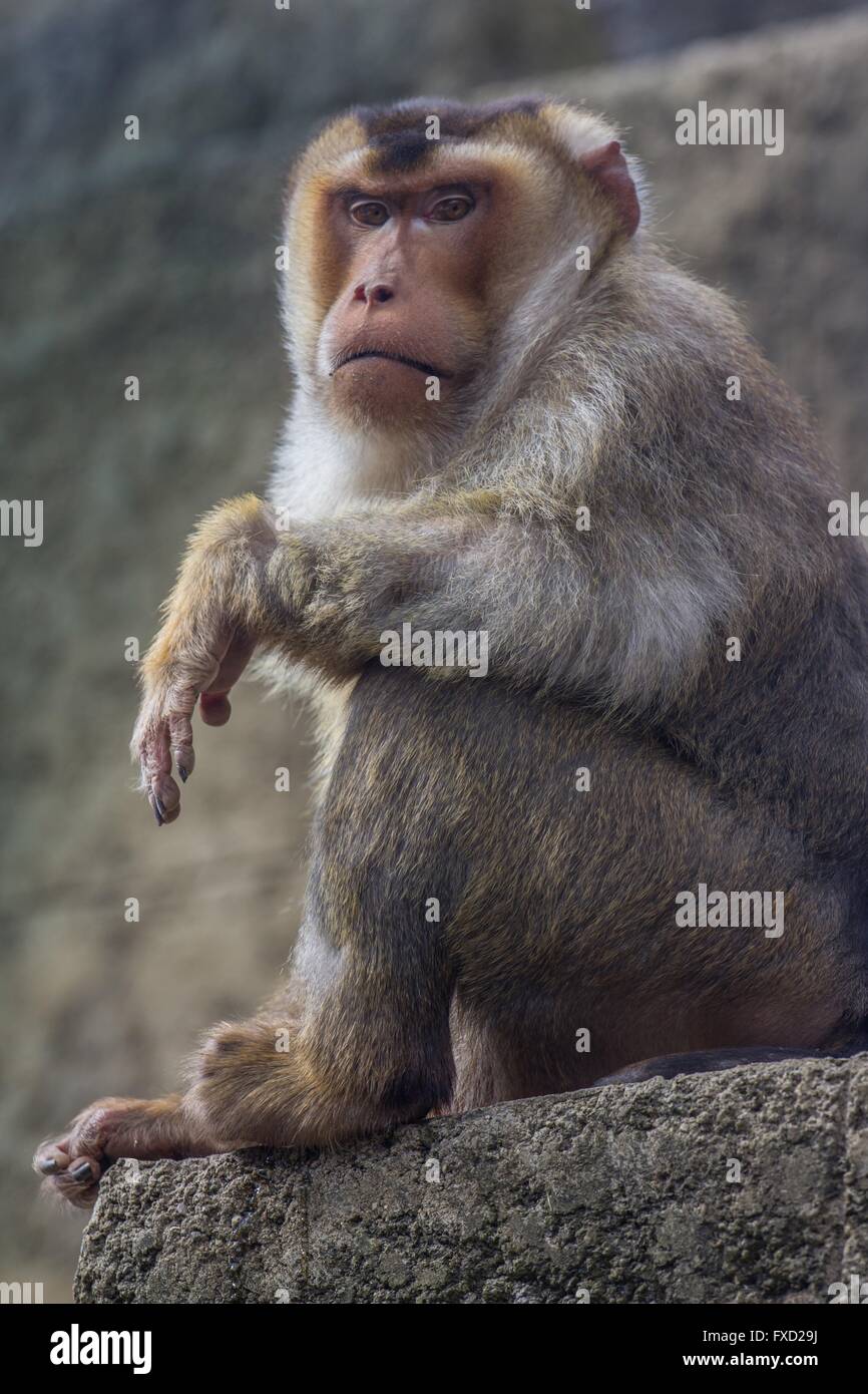 Adult magot hi-res stock photography and images - Alamy