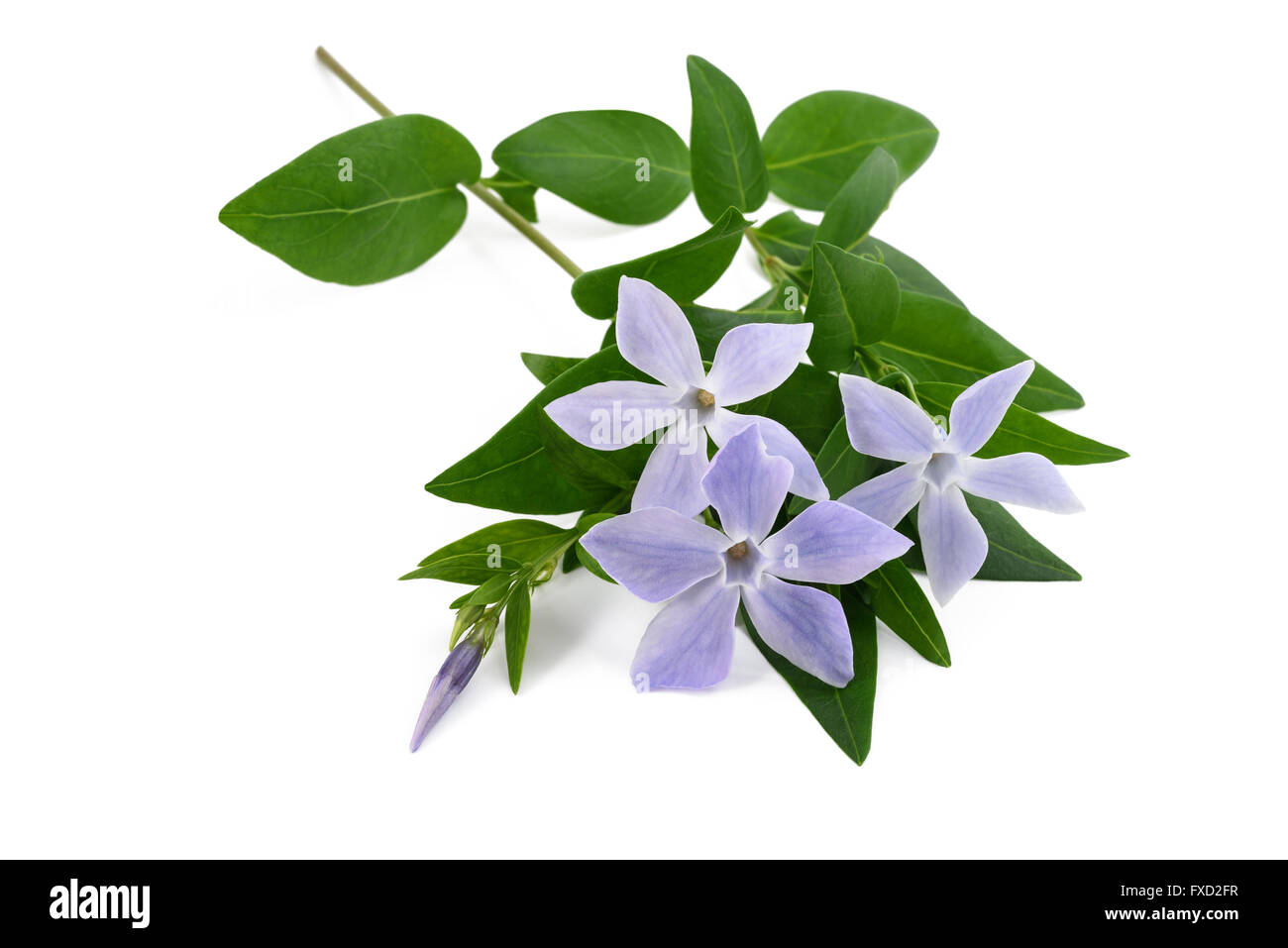 Periwinkle flowers hi-res stock photography and images - Alamy