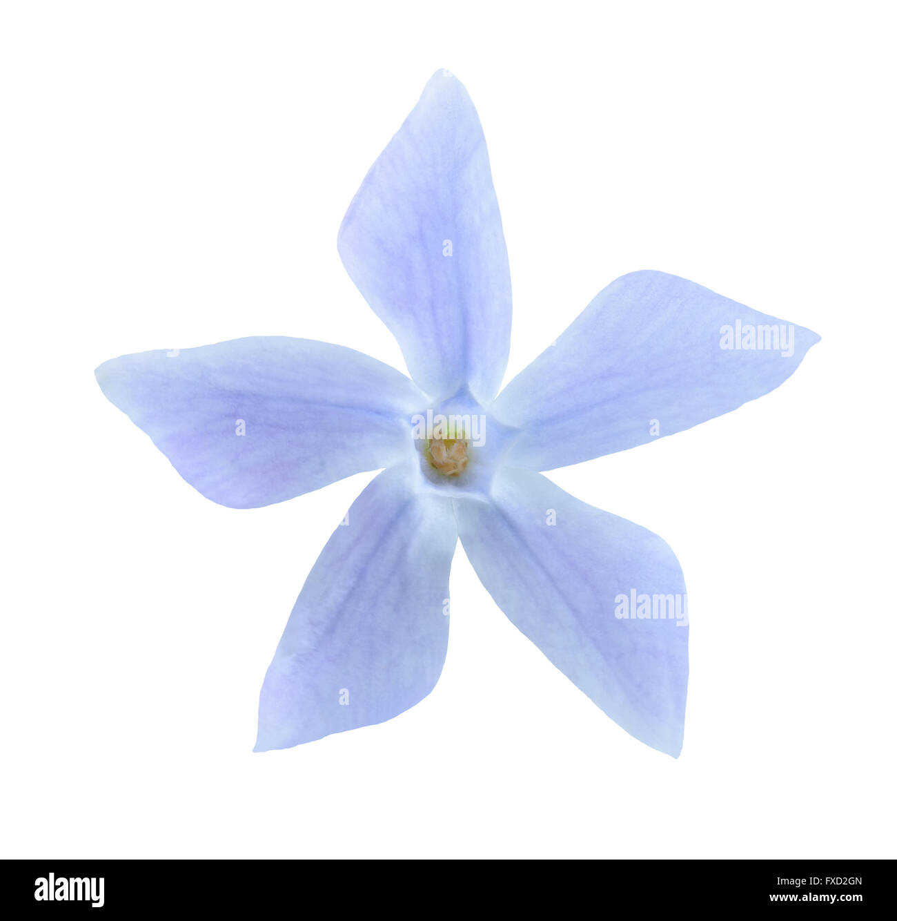 periwinkle flower isolated on white Stock Photo - Alamy