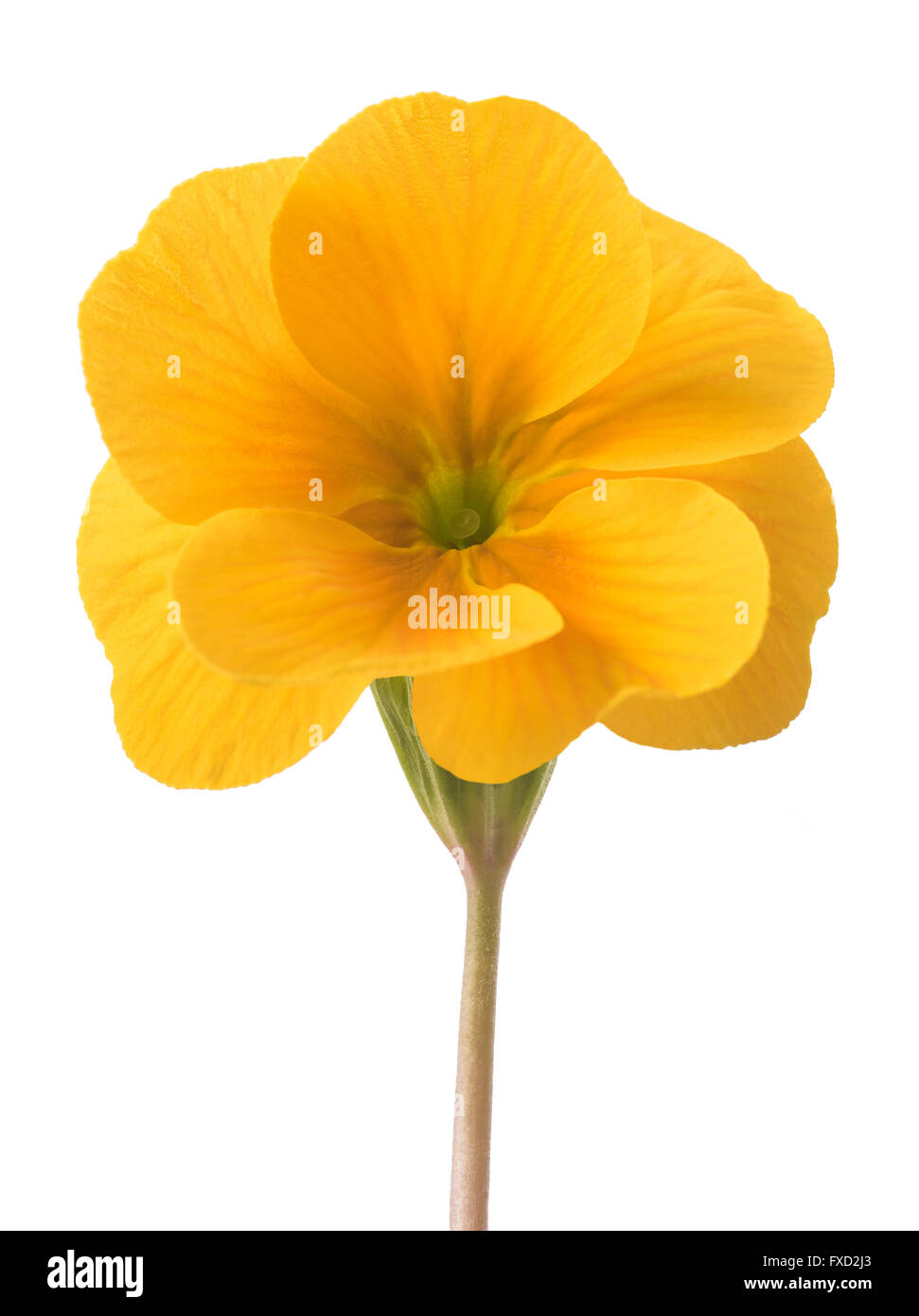 Primrose petal hi-res stock photography and images - Alamy