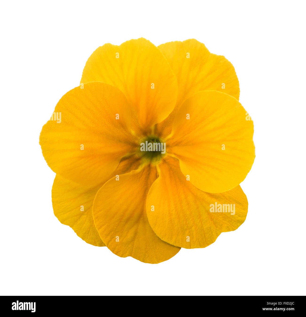 yellow primrose isolated on white background Stock Photo - Alamy