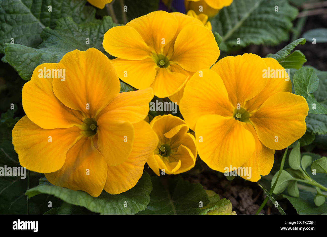 yellow primrose with leaves isolated on white background Stock Photo ...