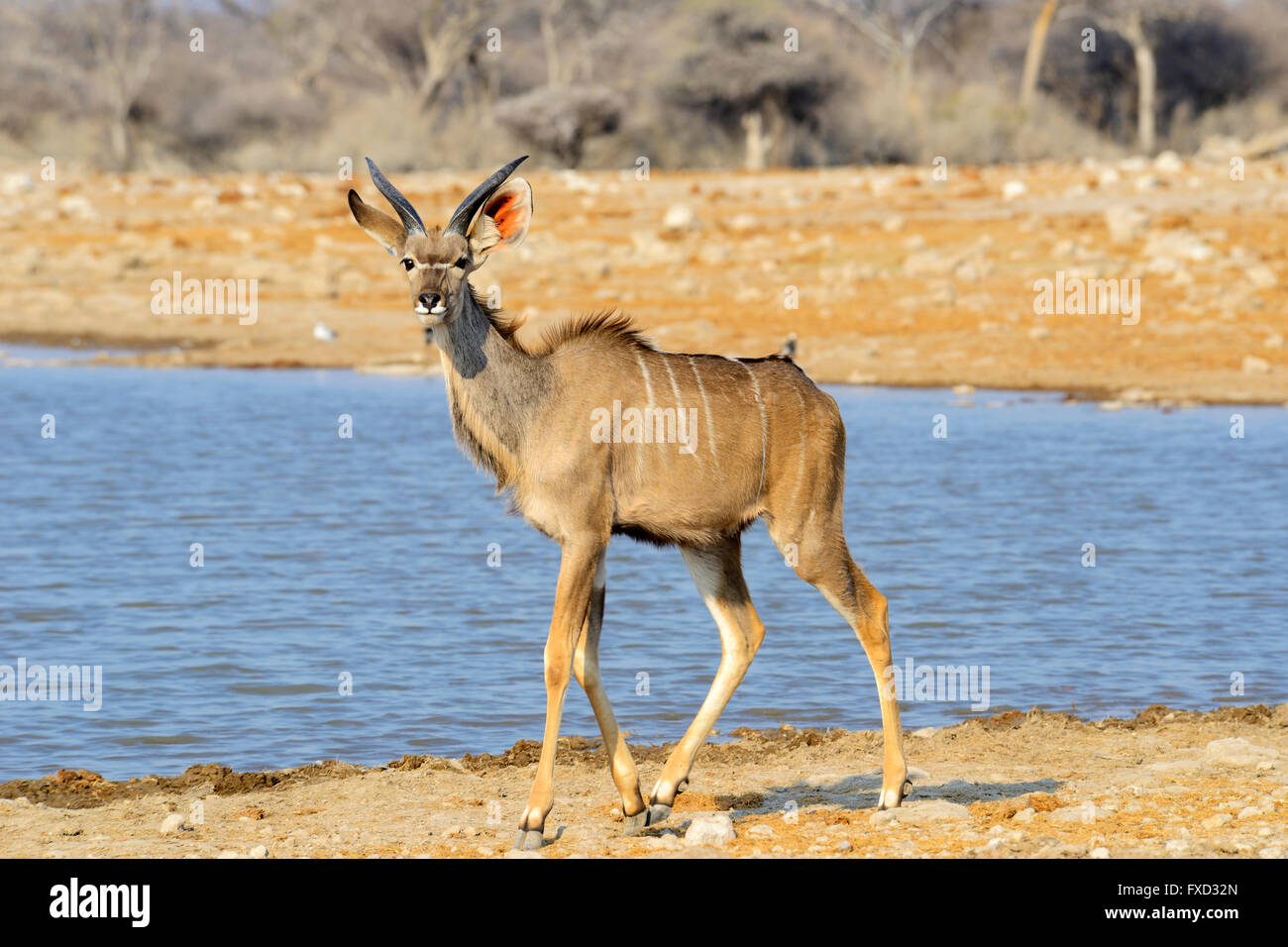 Young male Greater Kudu (Tragelaphus strepsiceros) at Klein Namutoni Waterhole in Etosha ...