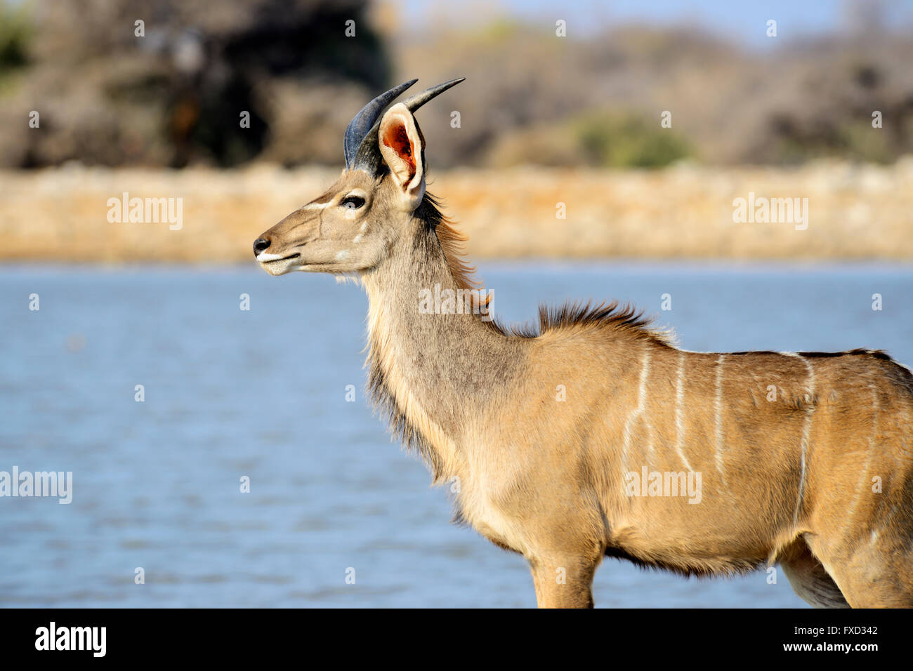 Young male Greater Kudu (Tragelaphus strepsiceros) at Klein Namutoni Waterhole in Etosha ...