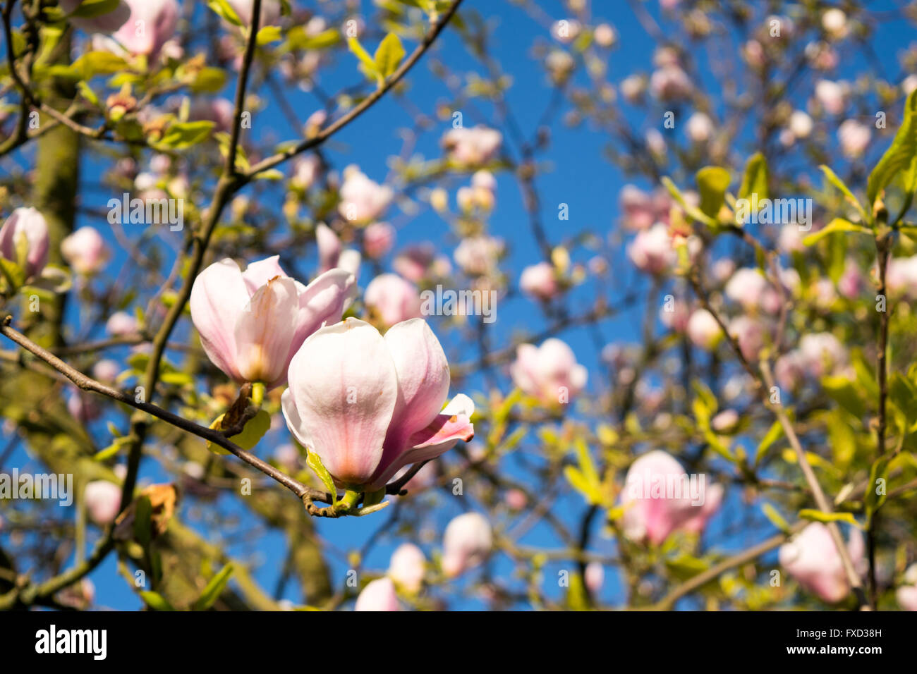 Blue magnolia hi-res stock photography and images - Alamy