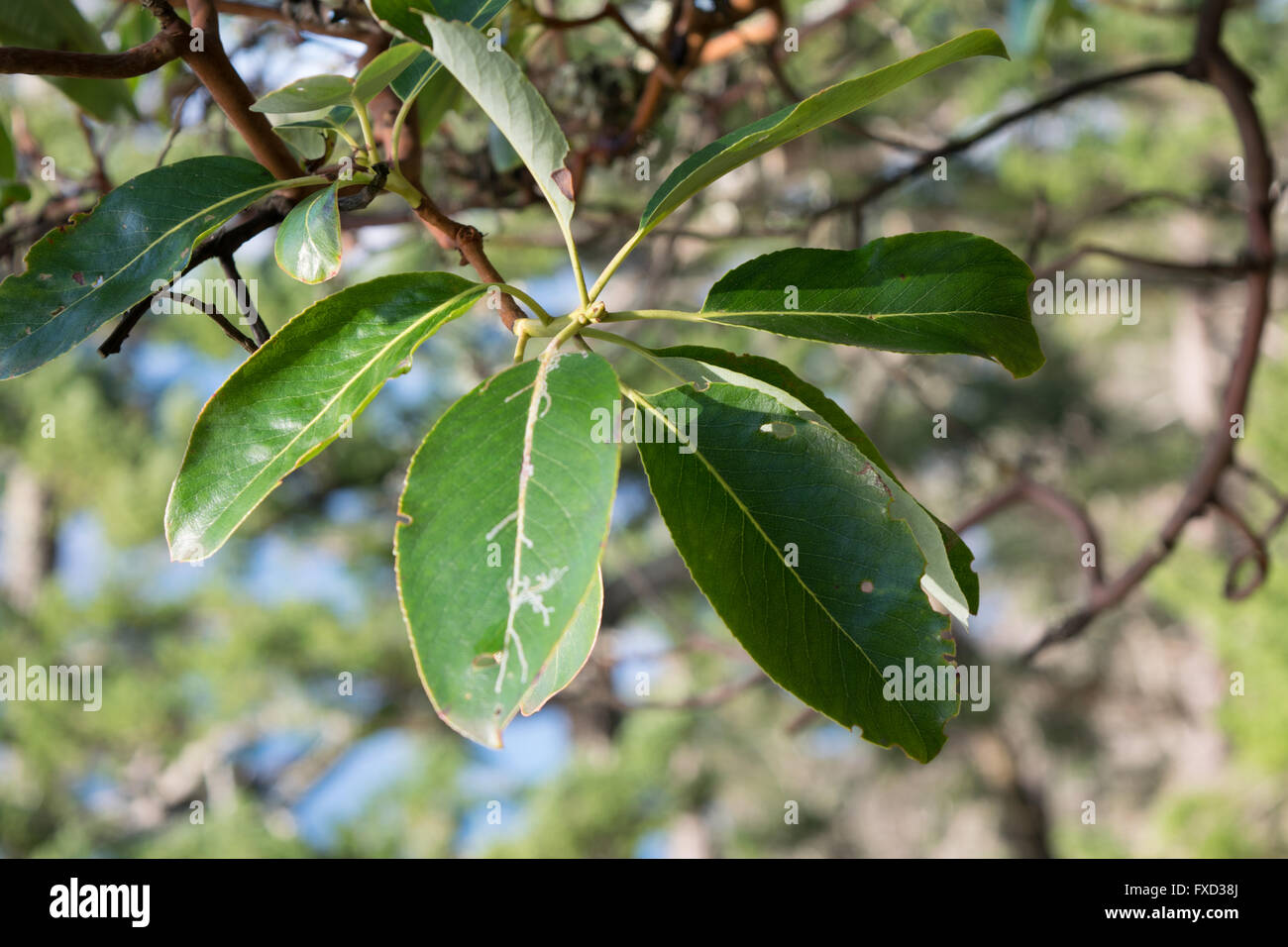 Arbutus menziesii arbutus green tree branch leaf leaves nature hi-res ...