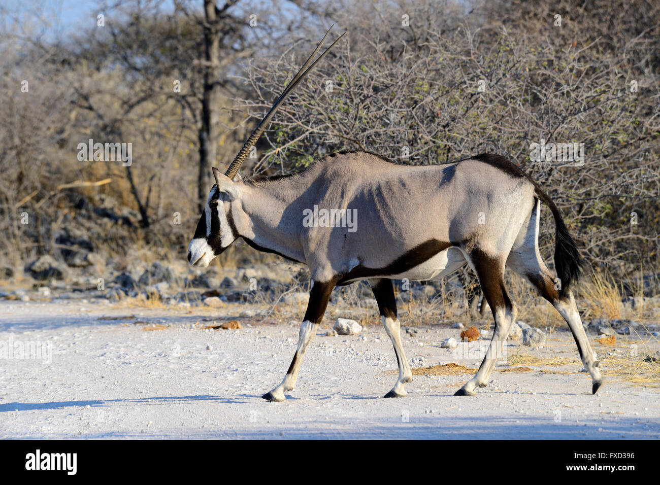 Oryx Track High Resolution Stock Photography and Images - Alamy