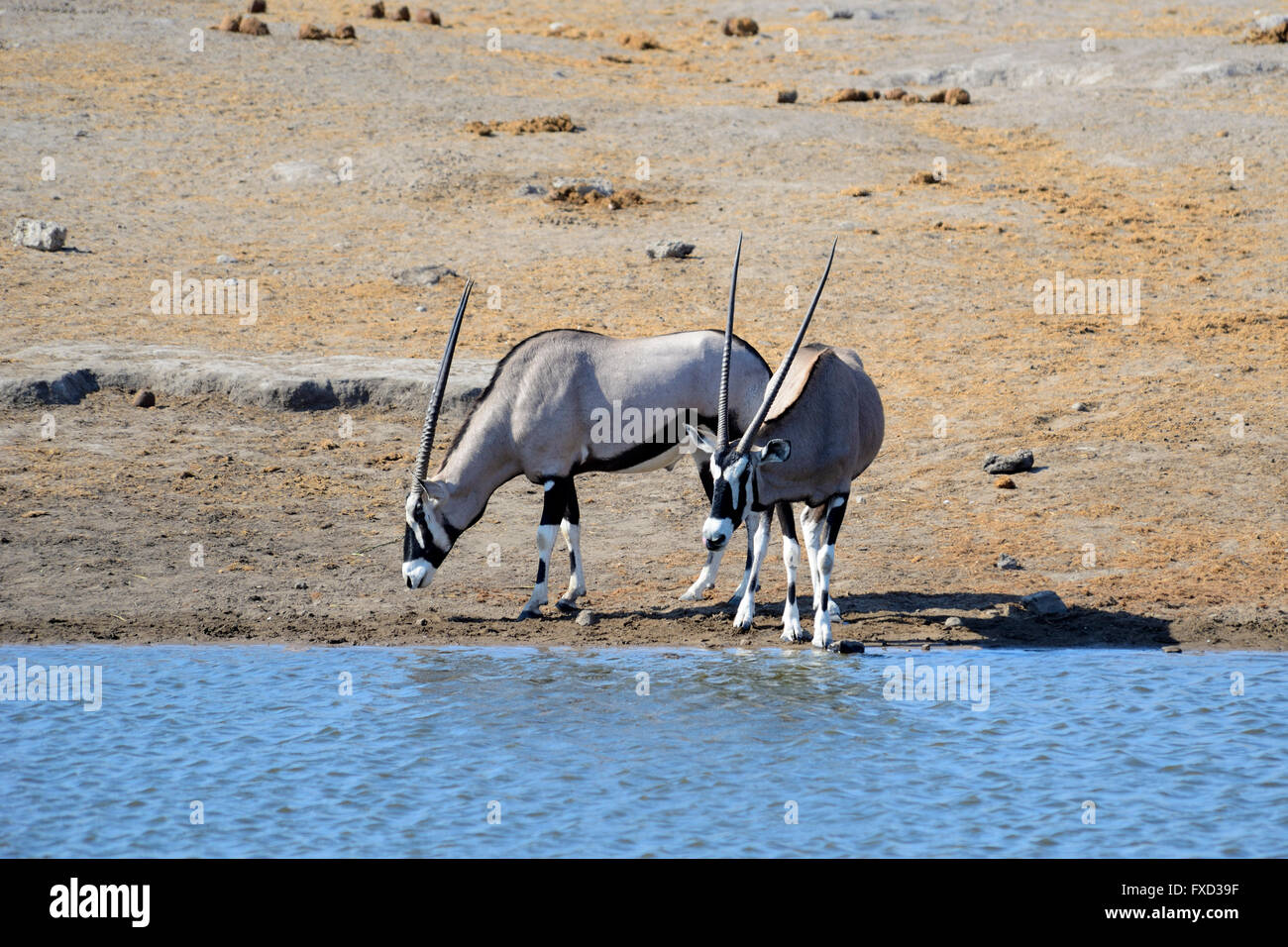 African animals waterhole gemsbok hi-res stock photography and images ...