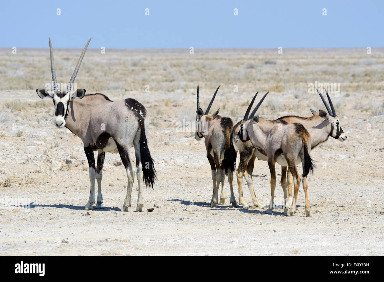 Female oryx hi-res stock photography and images - Alamy