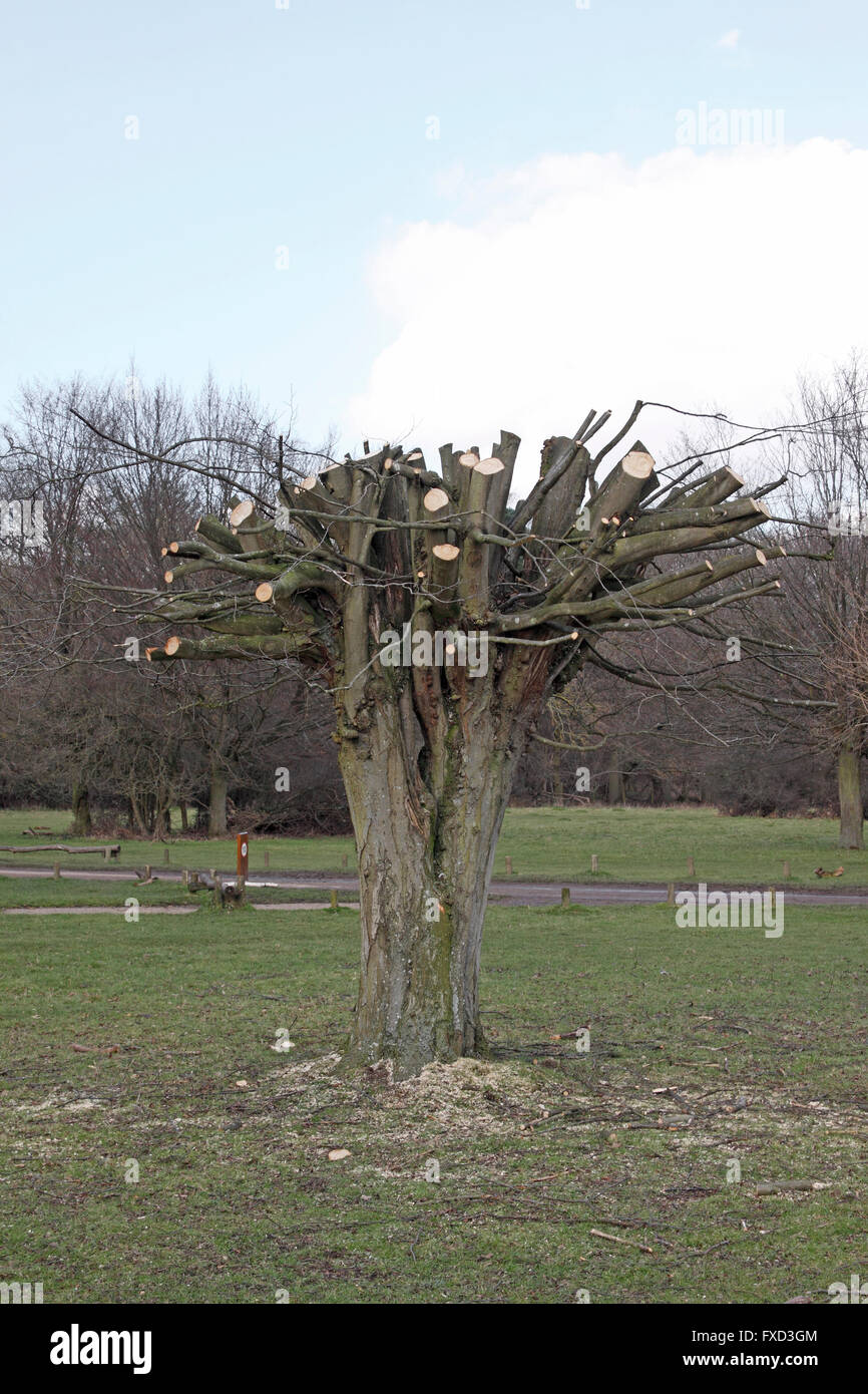 POLLARDED HORNBEAM TREE. CARPINUS BETULUS Stock Photo - Alamy