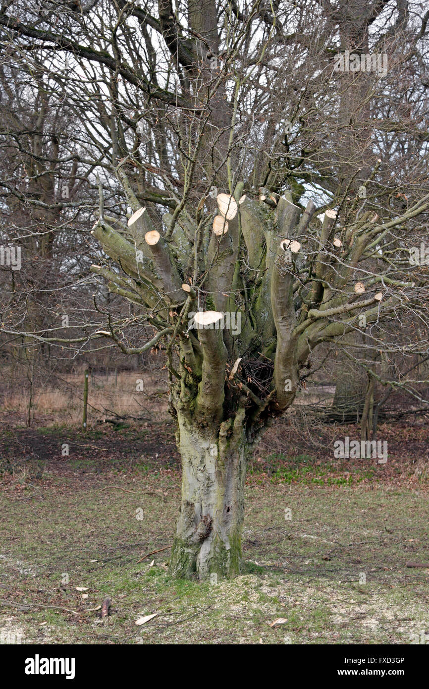POLLARDED HORNBEAM TREE. CARPINUS BETULUS Stock Photo - Alamy