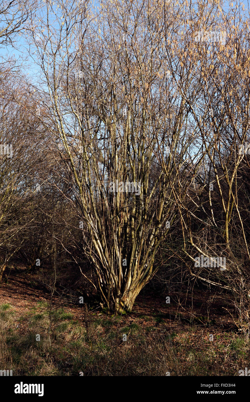 Coppicing hi-res stock photography and images - Alamy