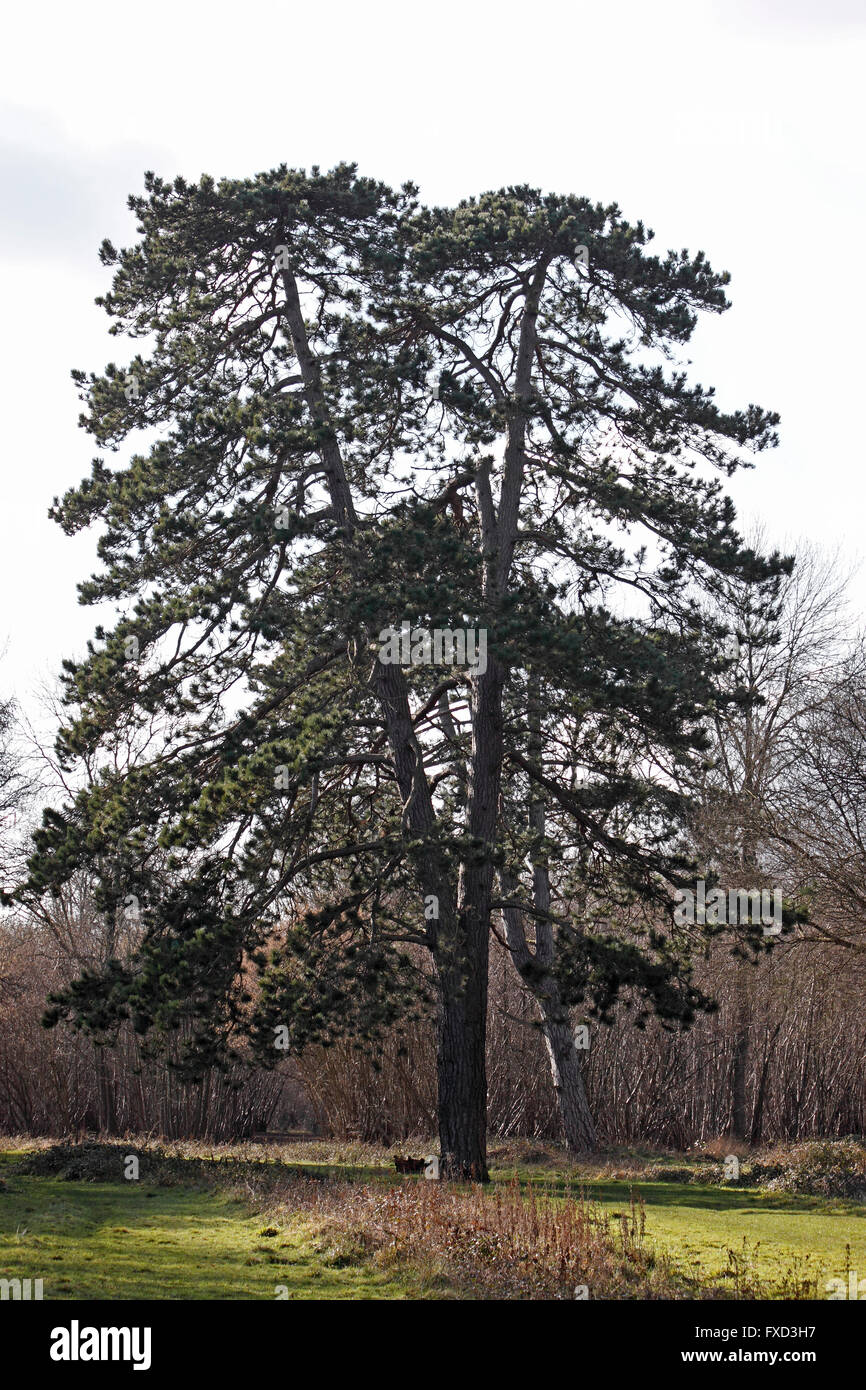 Scots pine tall hi-res stock photography and images - Alamy