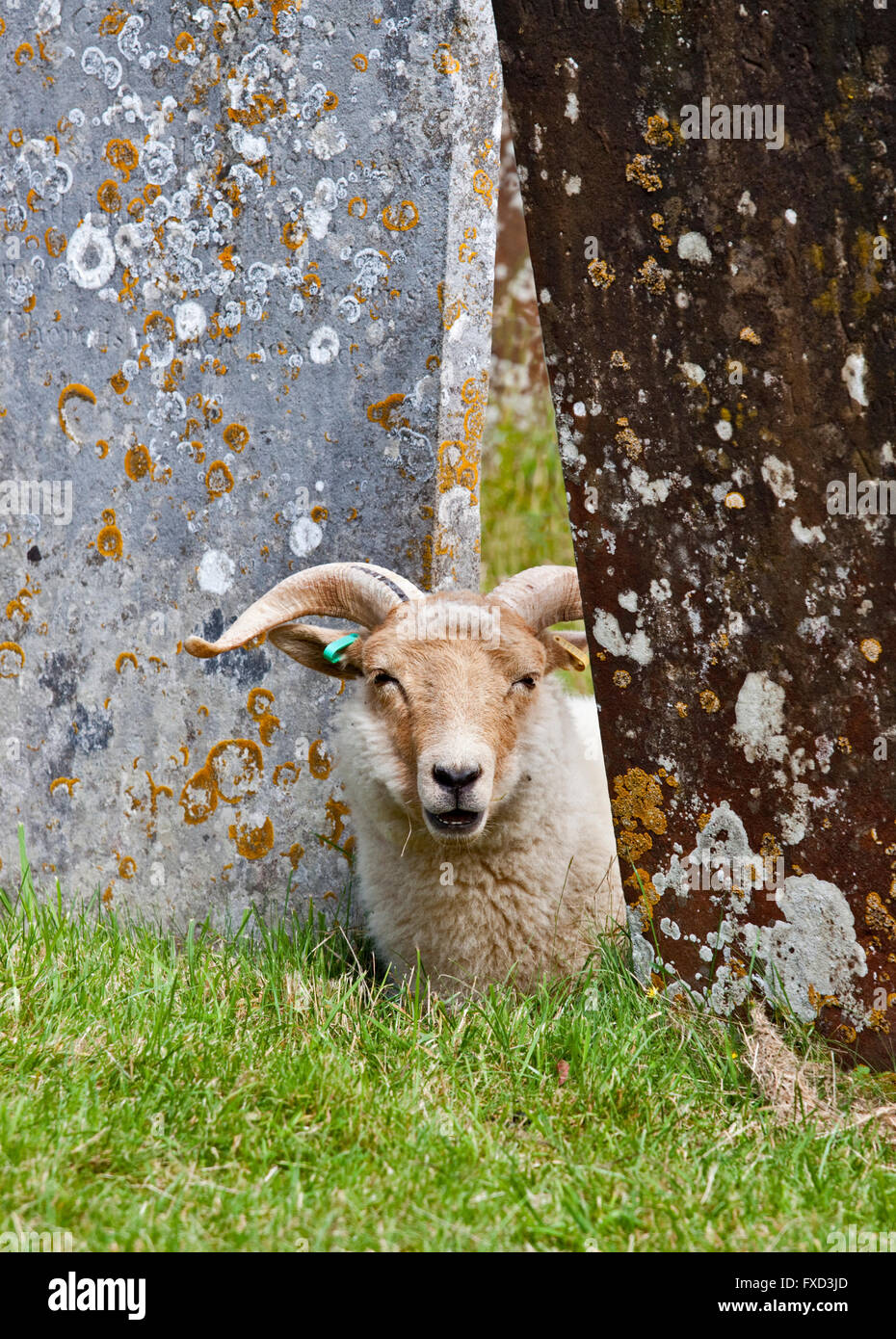 Portland Sheep sitting in Churchyard, Shipley, West Sussex, England ...