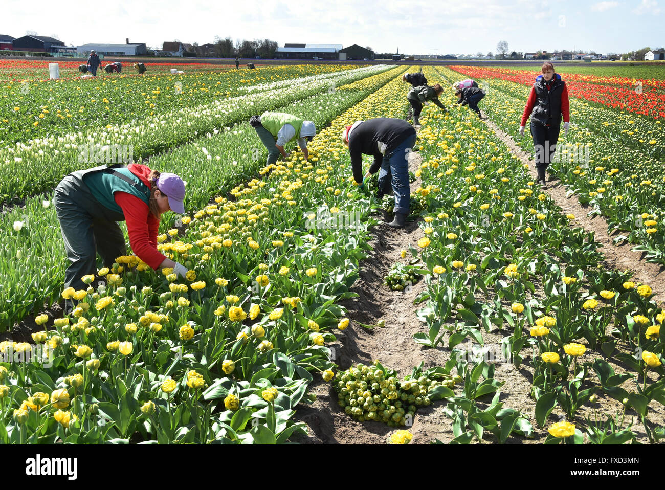 Polish female Eastern European farm workers Tulips and Flowers field ...