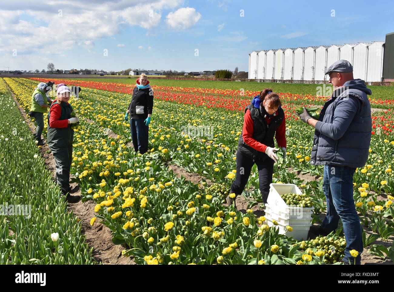 European farm workers hi-res stock photography and images - Alamy