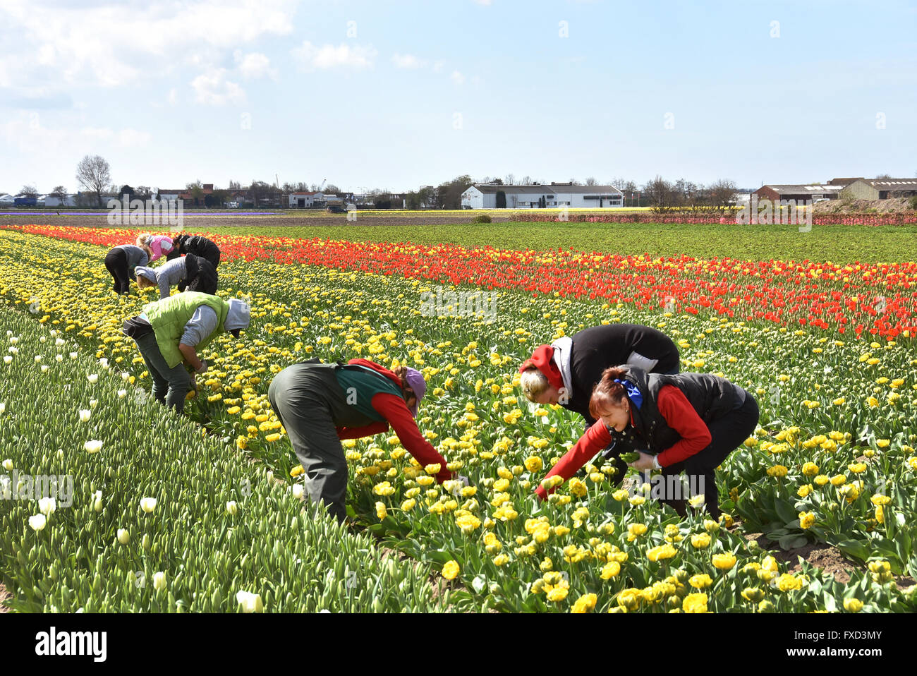 Polish female Eastern European farm workers Tulips and Flowers field ...