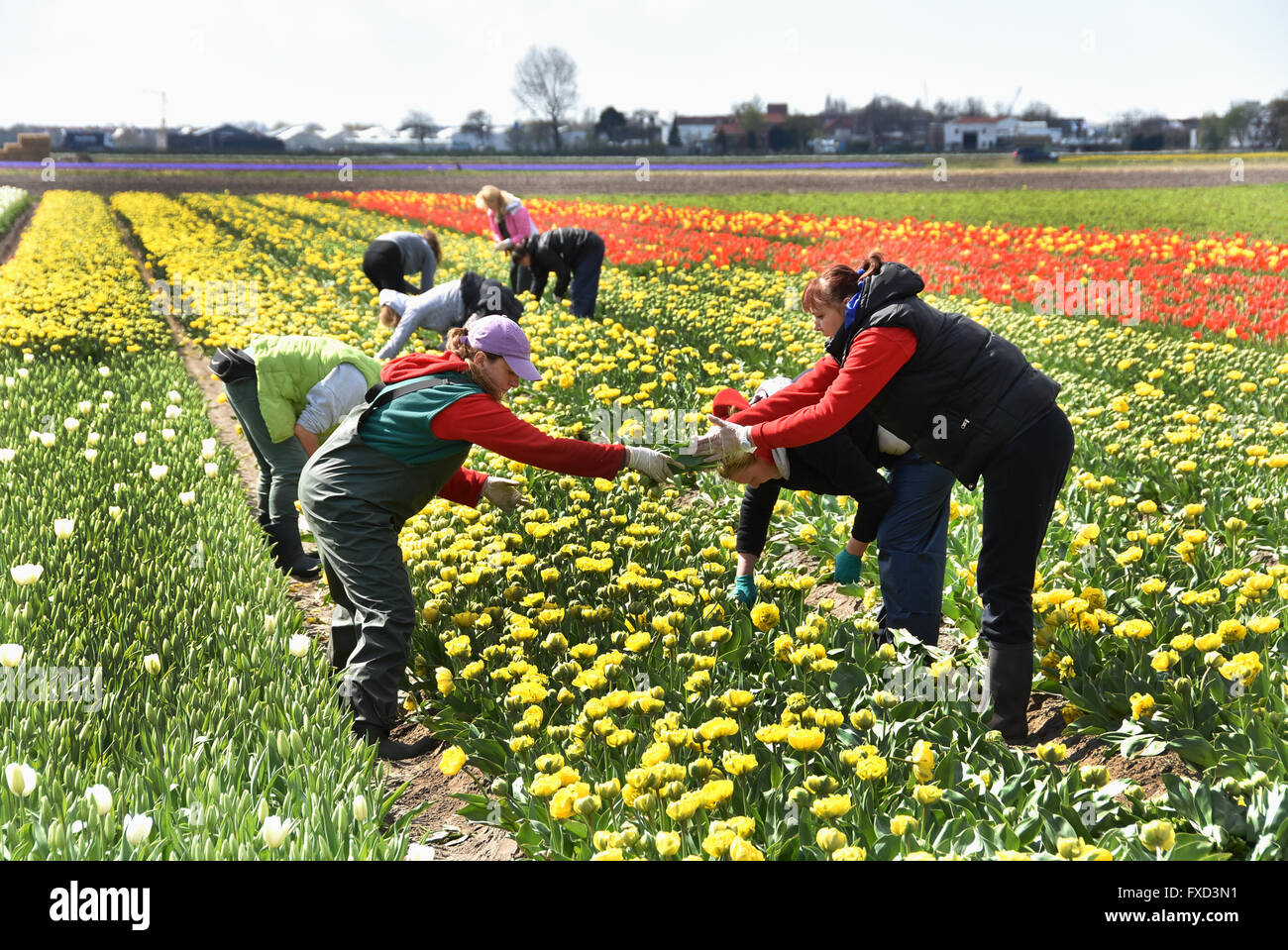 Polish female Eastern European farm workers Tulips and Flowers field ...