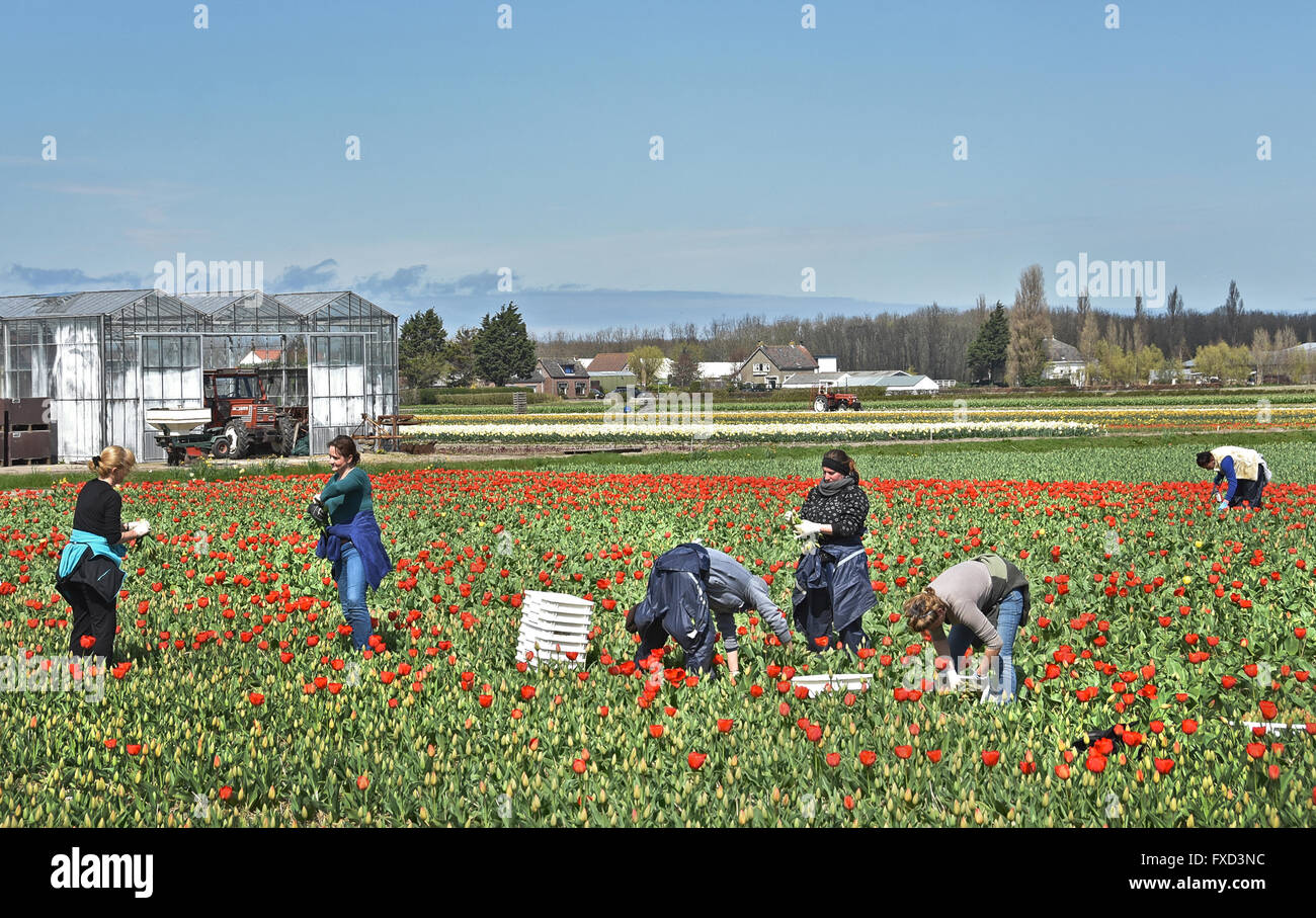 Polish female Eastern European farm workers Tulips and Flowers field ...