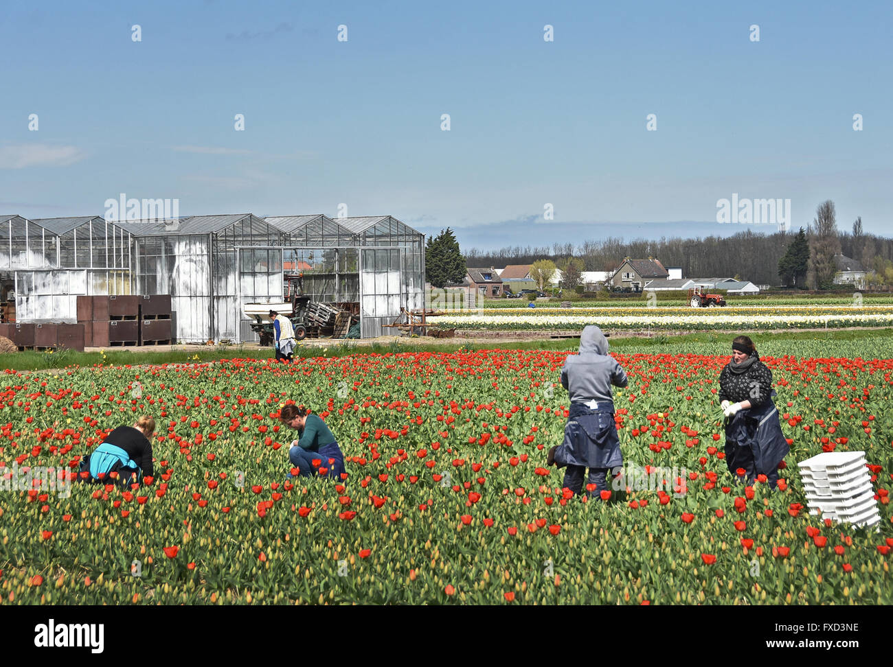 European farm workers hi-res stock photography and images - Alamy
